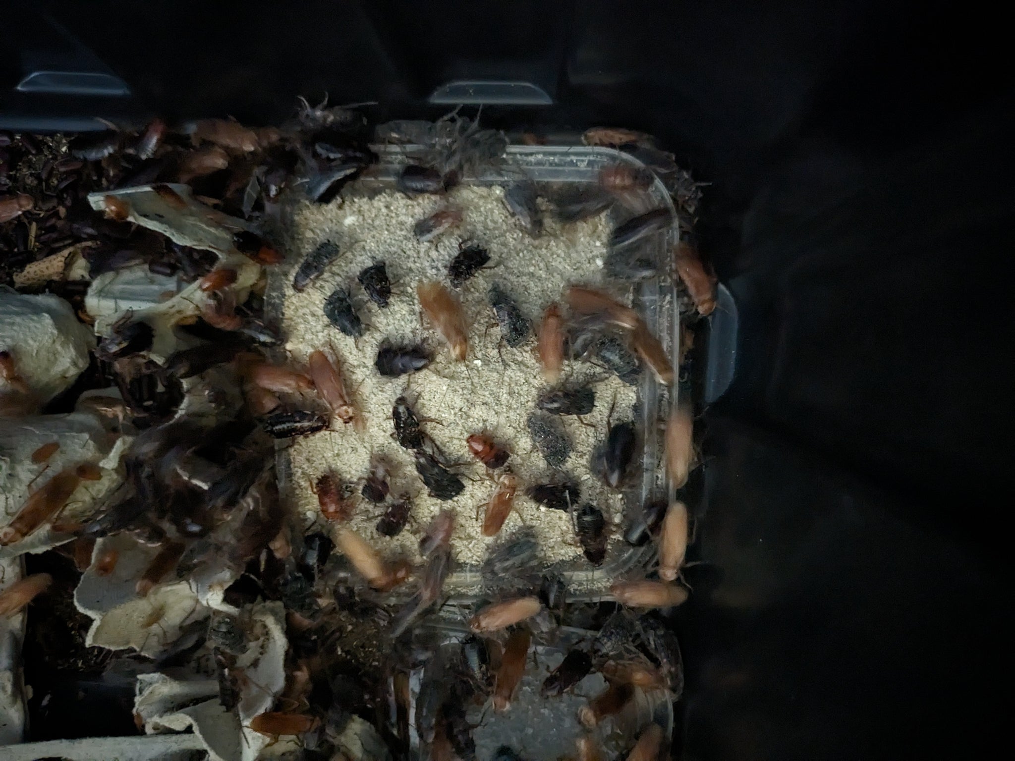 Red Runner Roaches – Roach World Feeders