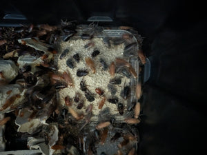 Red Runner Roaches – Roach World