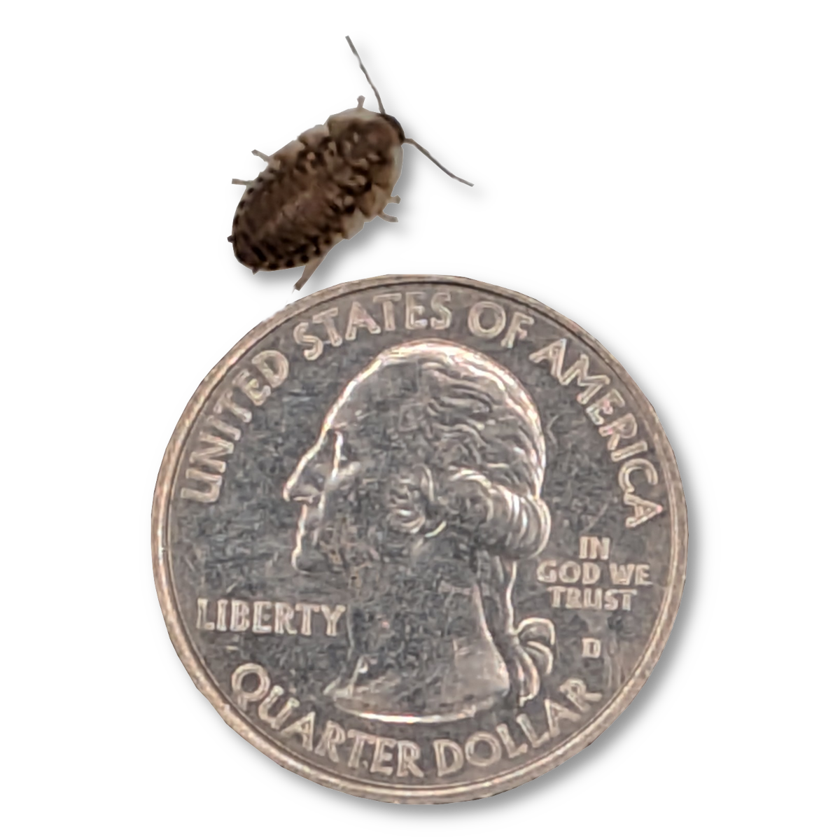 Dubia Roaches Small Nymphs - up to 1/2 inch in length – Roach World