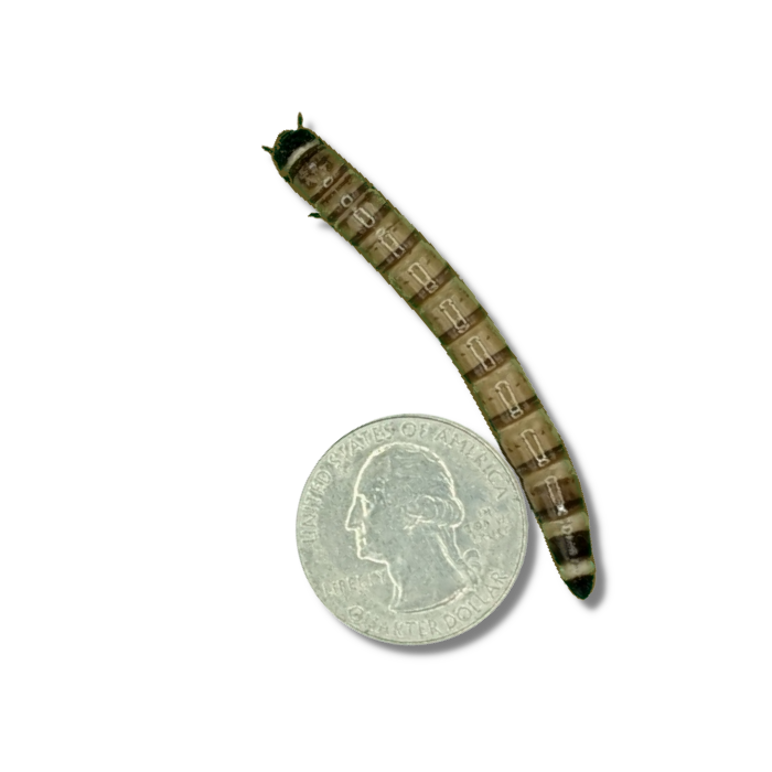 Superworms – Roach World